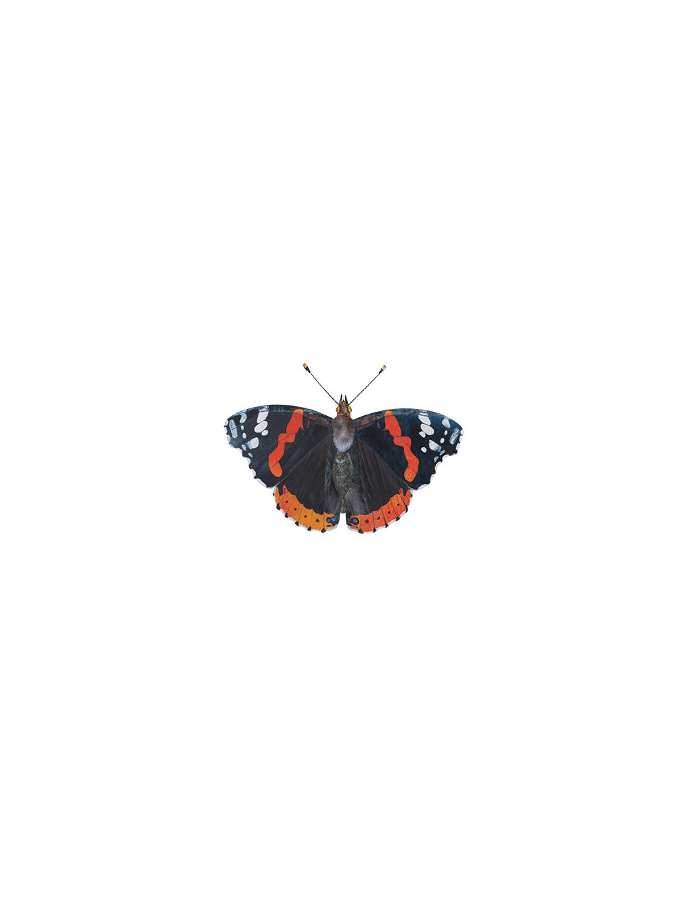 Red Admiral Butterfly By Marian Hill